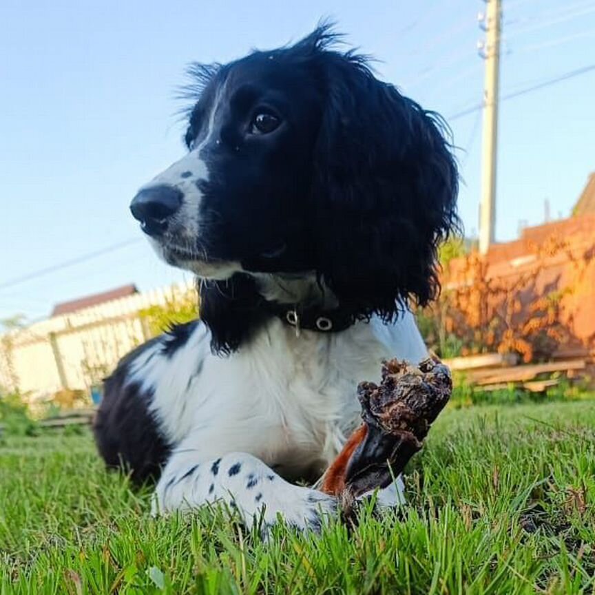 Русский спаниель