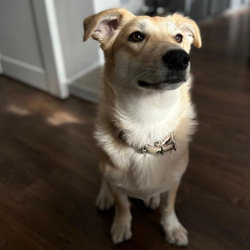 Злата в добрые руки