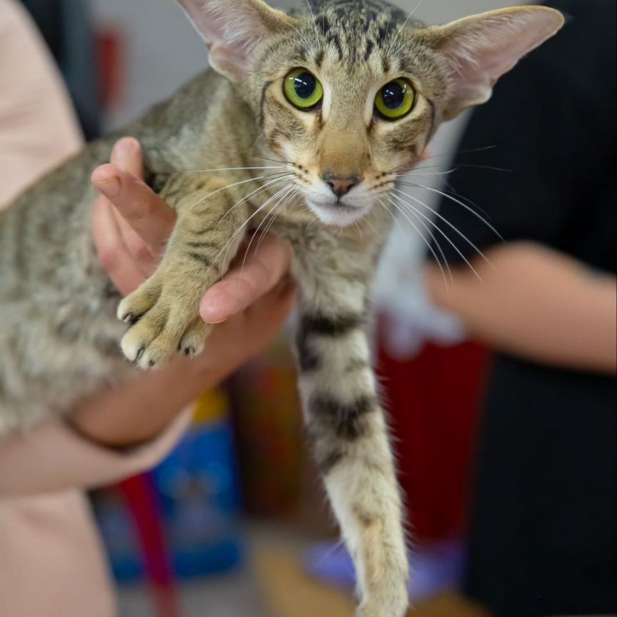 Стефания в брид