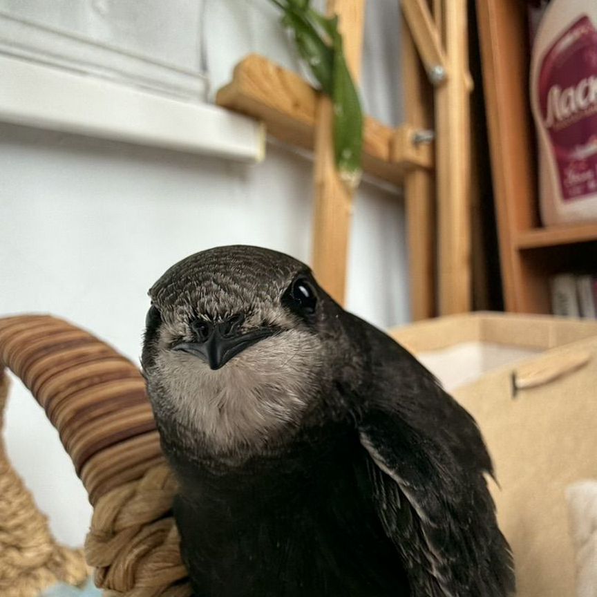 Дадим в добрые руки стрижика