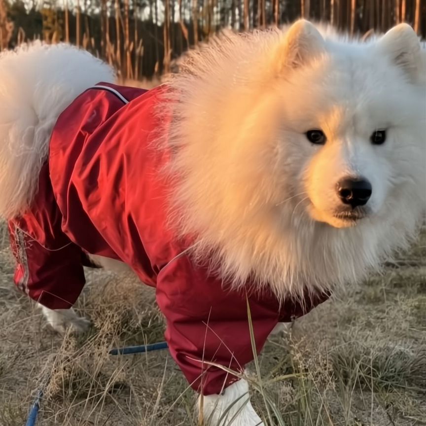 Самоедская собака, щенок