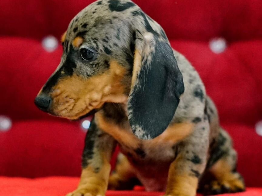 Щенки таксы 2.5 мес