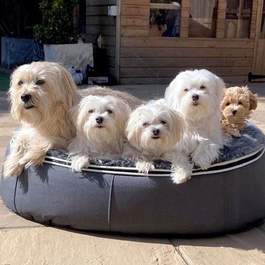 Лежанка для собак