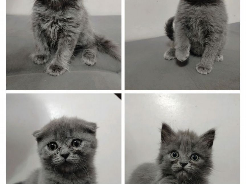 Британские котята