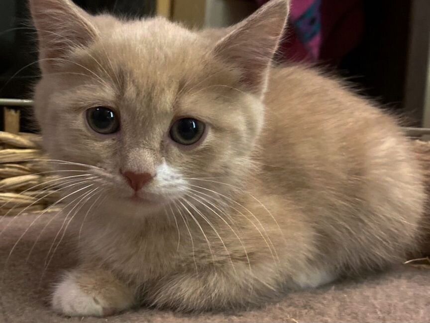 Котята в добрые руки бесплатно