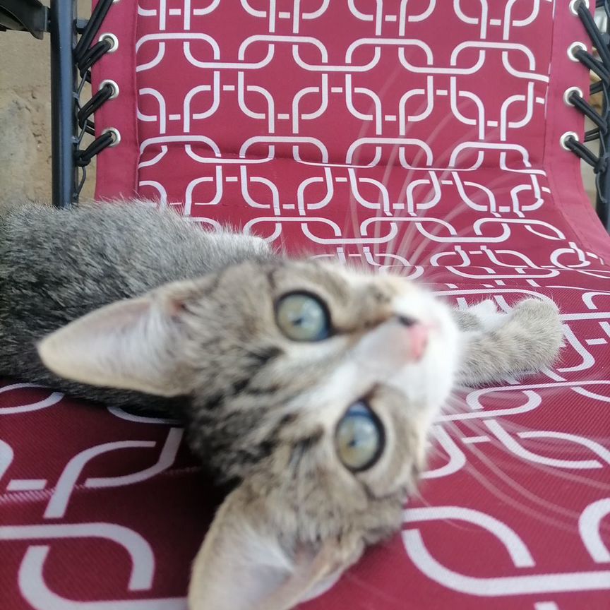 Кисунька в добрые ручки