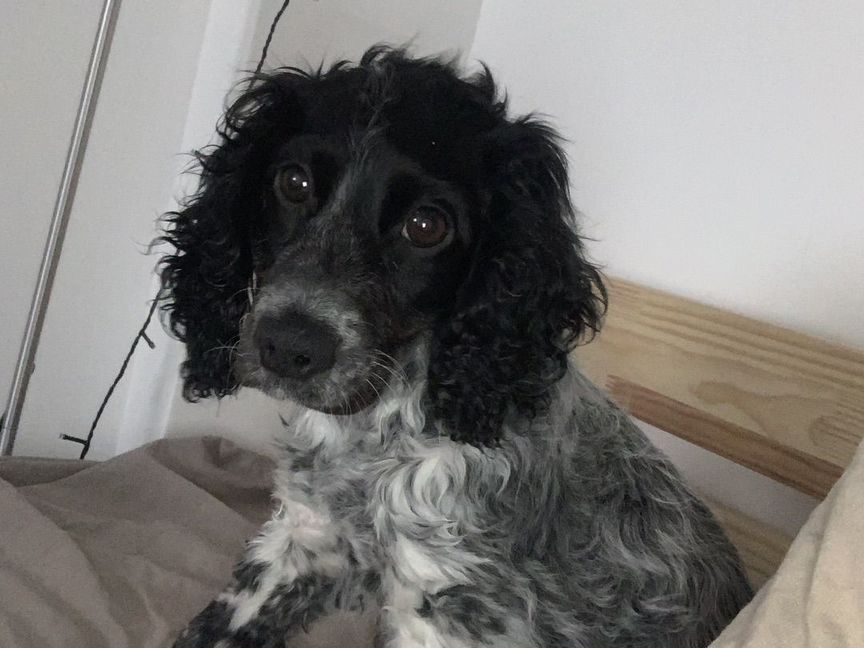 Русский спаниель (щенок 4 мес, девочка)