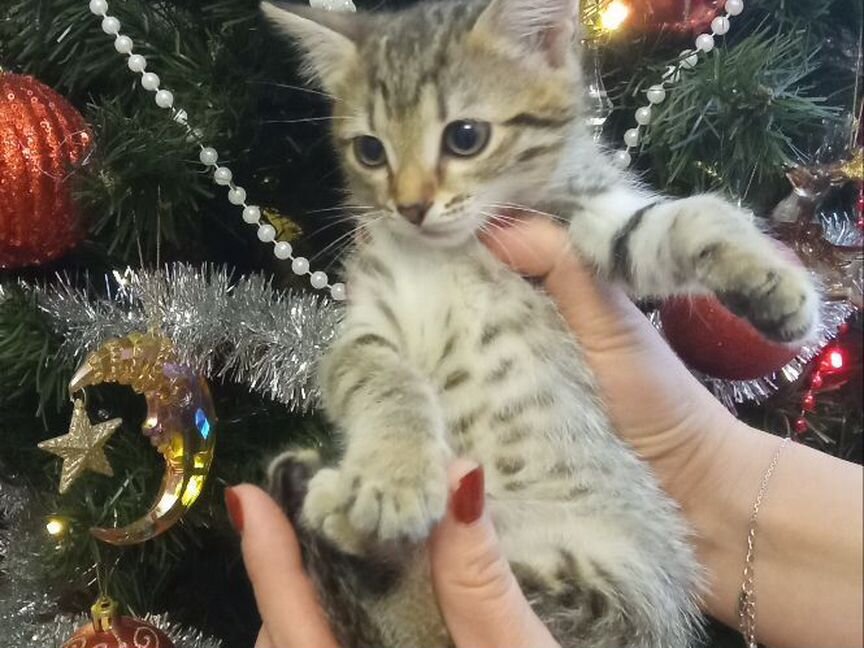 Маленький котенок бесплатно в хорошие руки