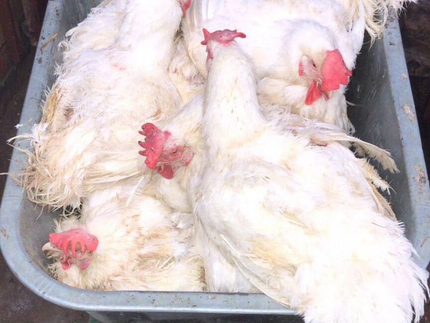 Бройлер маточный