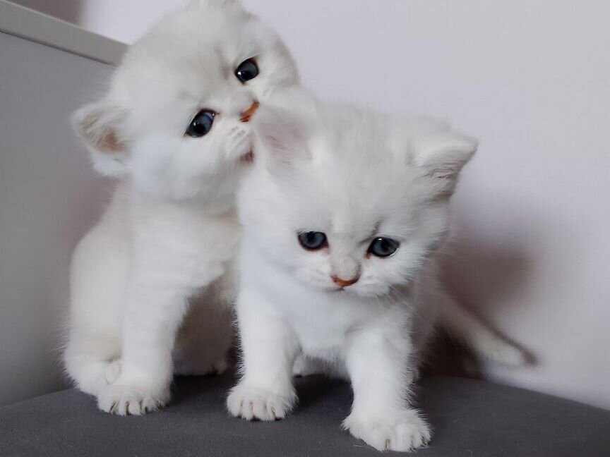 Шотландские серебристые шиншиллы котята