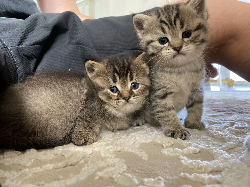 Чистокровные британские котята