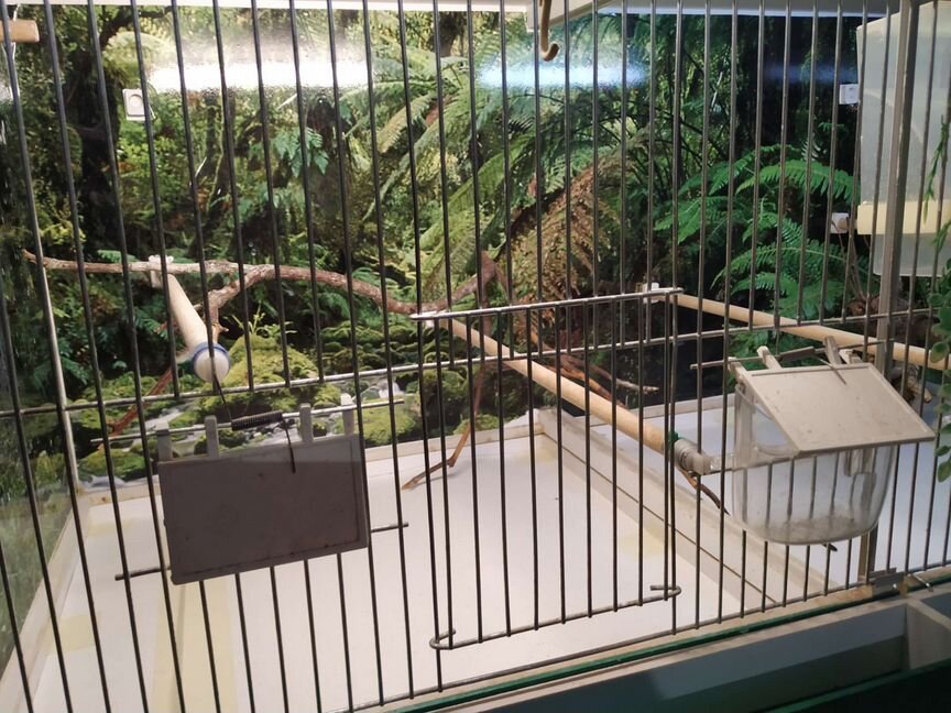 Боксы для птиц