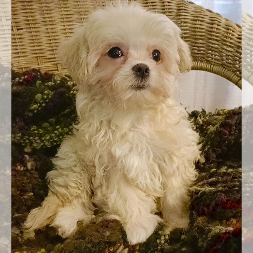 Мальтипу, щенок