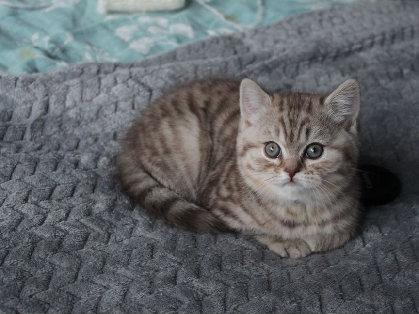 Шотландские котята