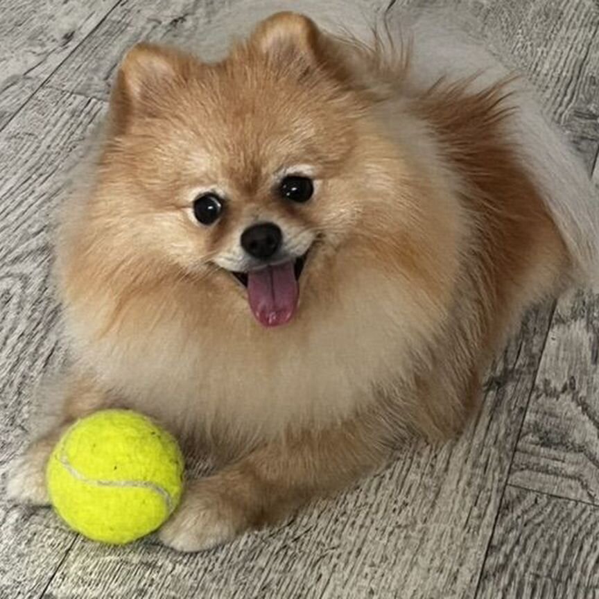 Красивый мальчик шпиц, вязка