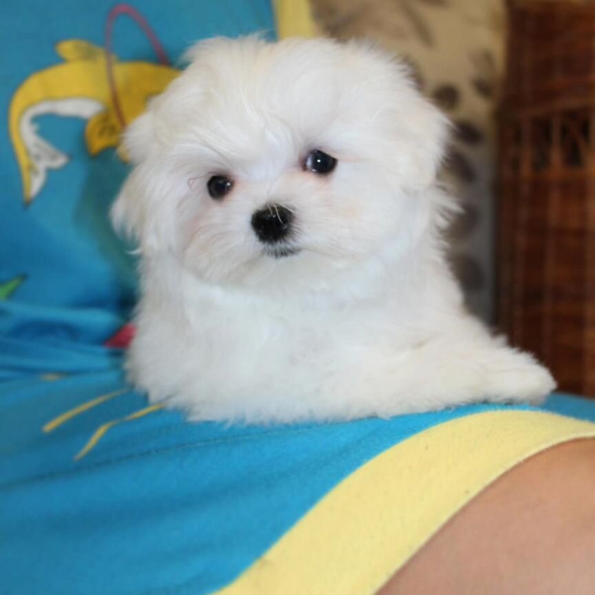 Мальтийская болонка мини, мальчик