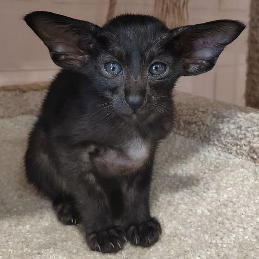 Ориентальнве котята в экстрим и современном типе