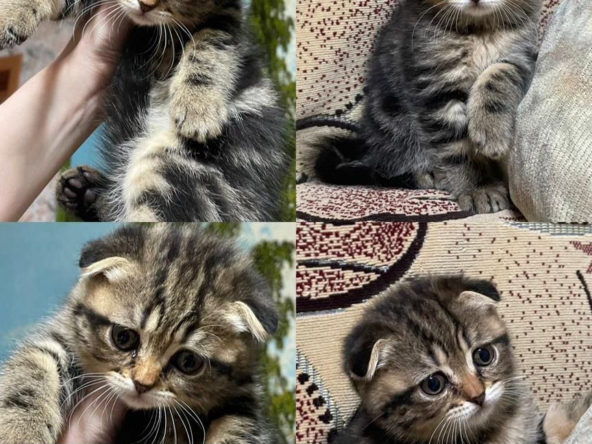 Шотландские котята