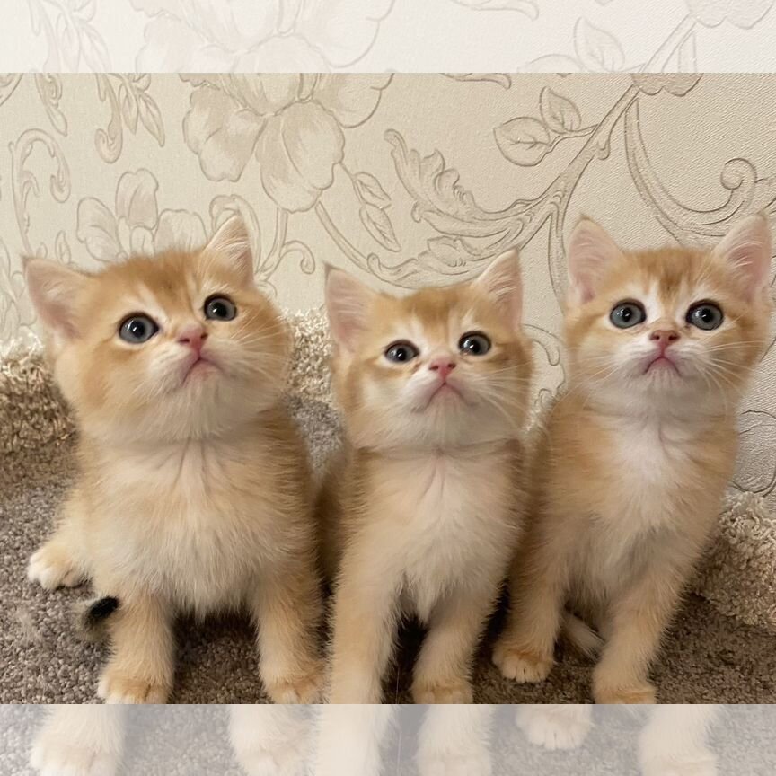 Котятки золотая шиншилла