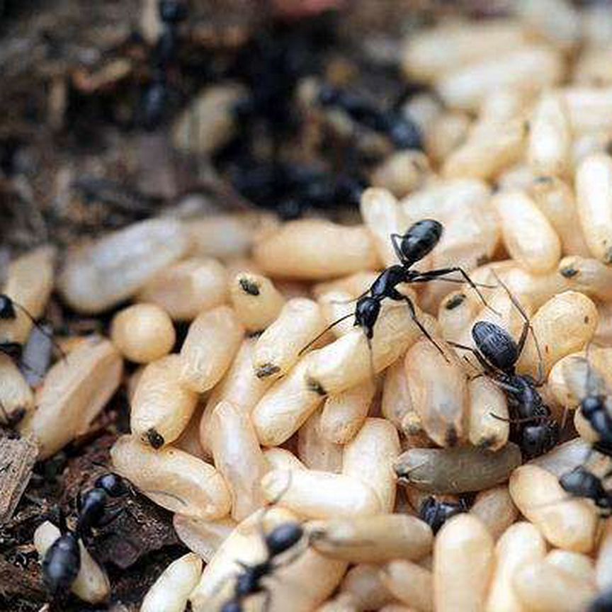 Муравьиное яйцо