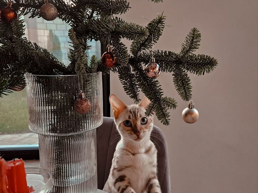 Бенгальские котята