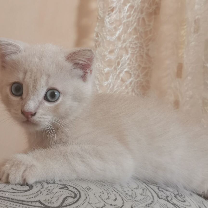 Отдам котика