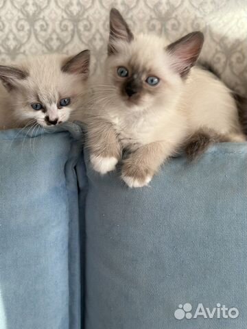 Невская маскарадная котятки