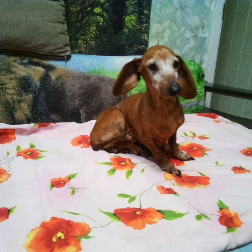 Такса потеряшка