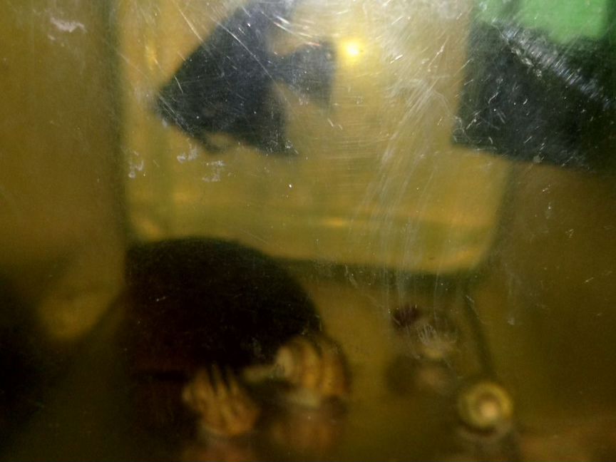 Скалярия черная