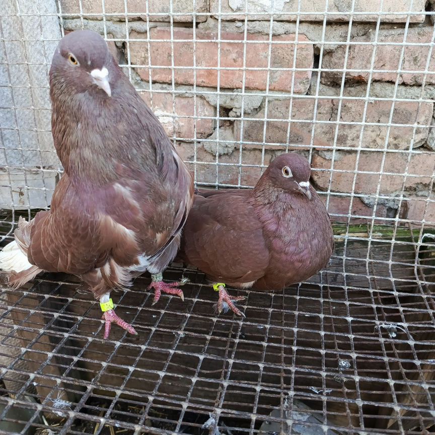 Николаевские голуби