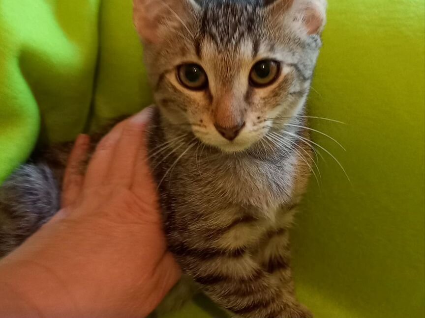 Котята в добрые руки бесплатно