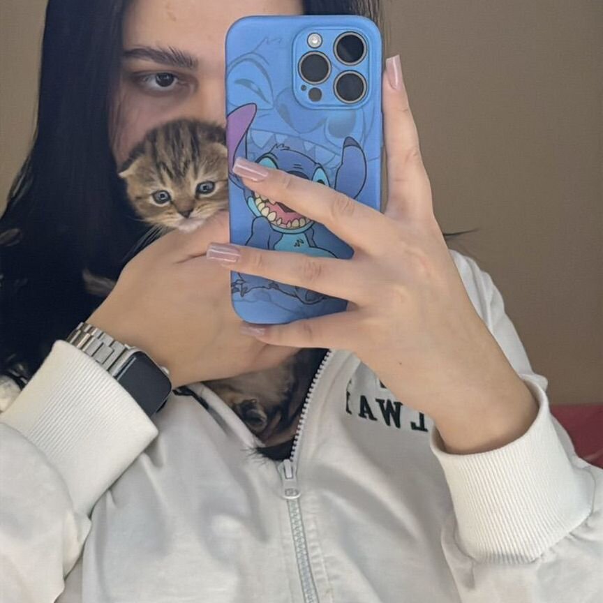 Шотландские котята вислоухие