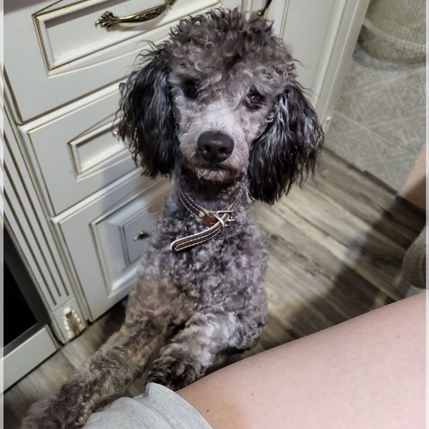 Пудель, щенок