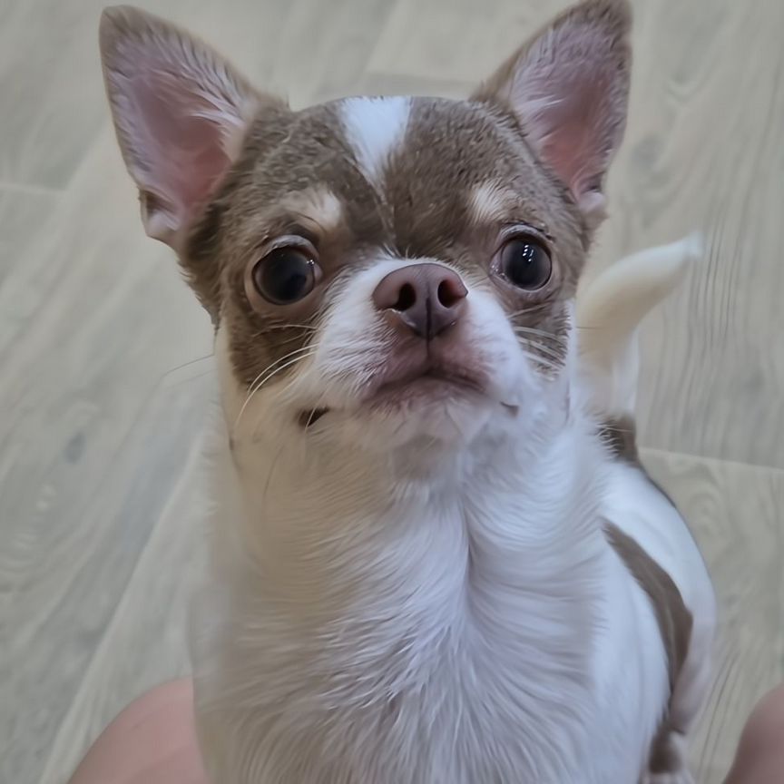 Чихуахуа, щенок