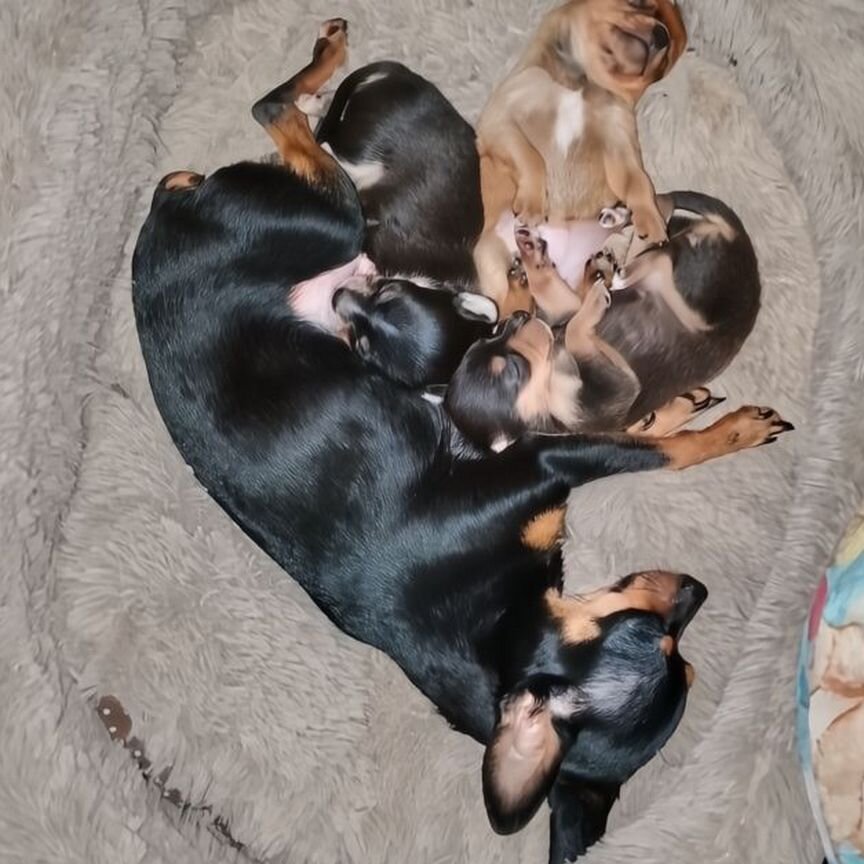 Русский той-терьер, щенок