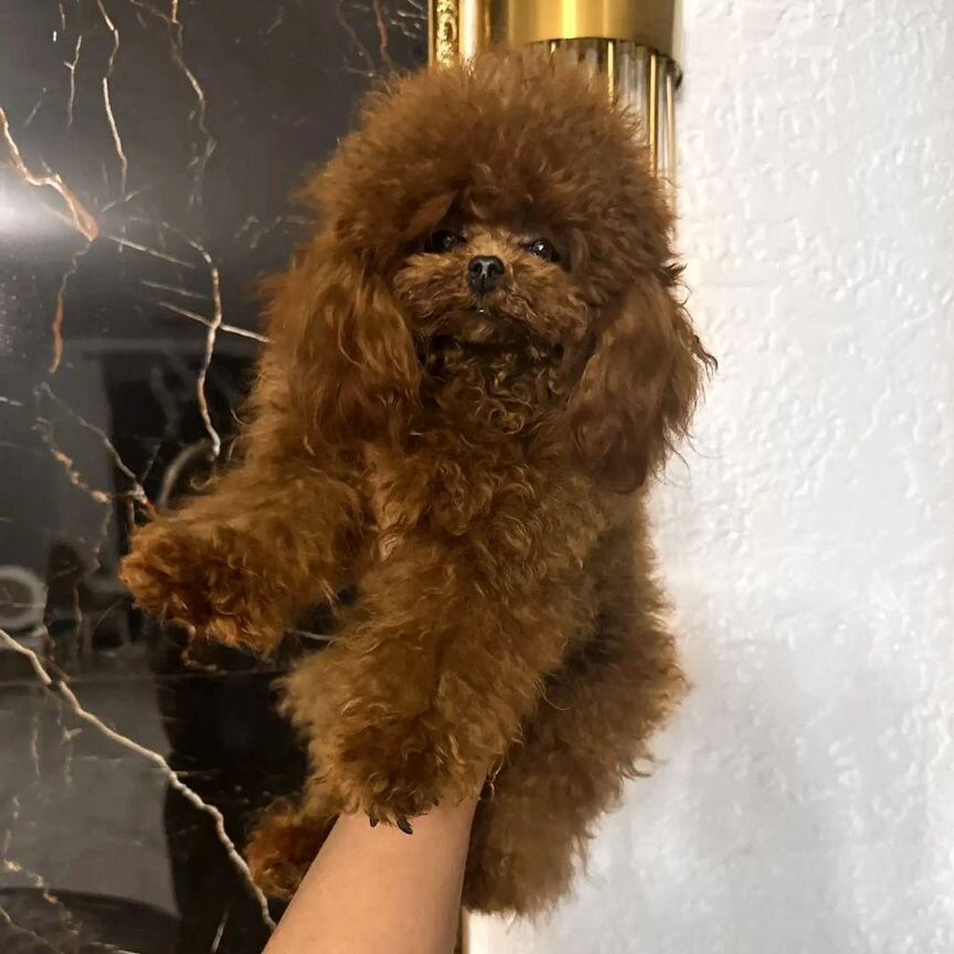 Той-пудель, взрослый пёс