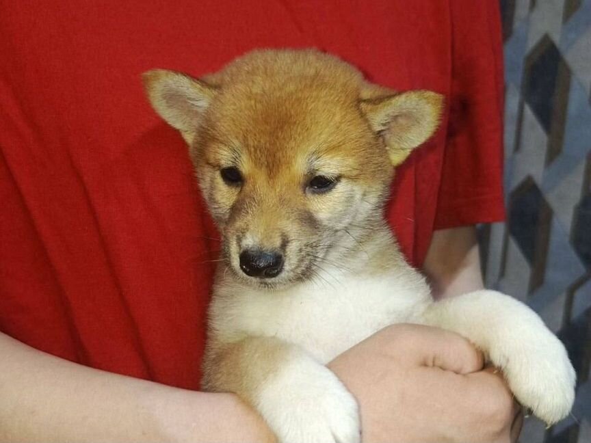 Щенки сиба ину