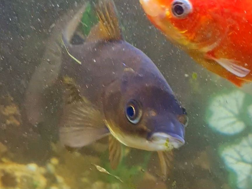 Золотая рыбка