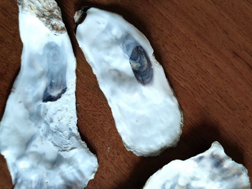 Ракушки от устриц тихоокеанских