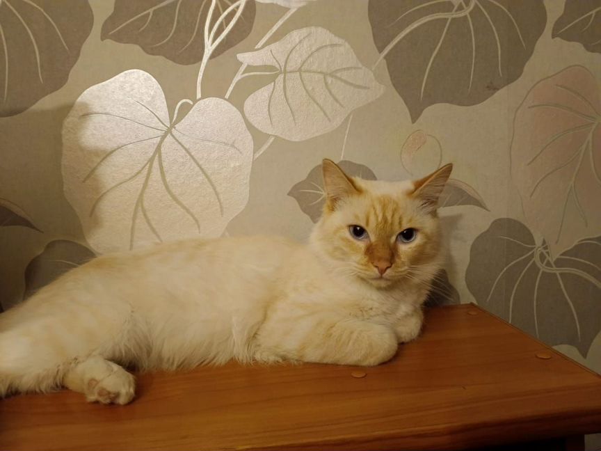 Тайский кот на улице