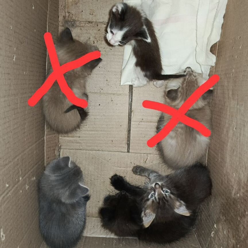 Котёнок в добрые руки