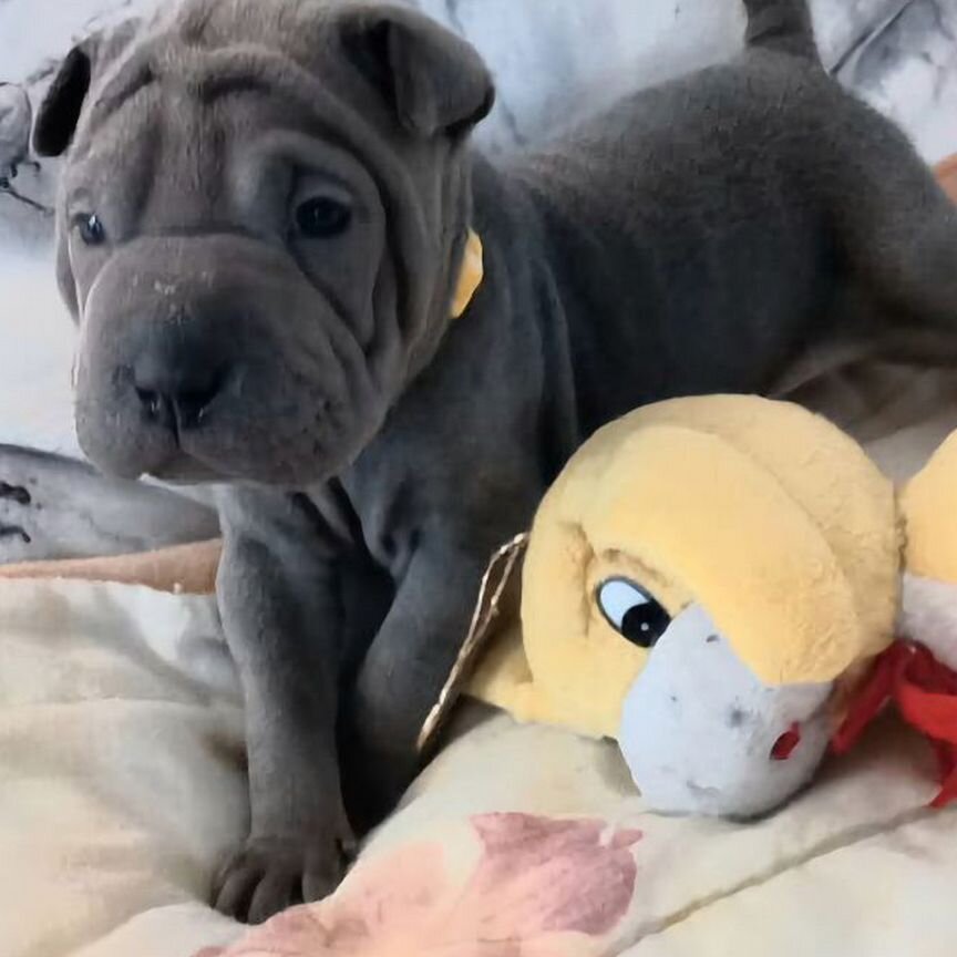 Шарпей, щенок