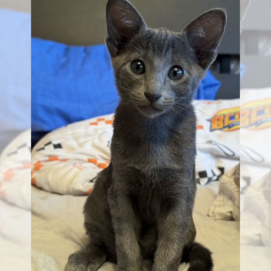 Ориентальные котята