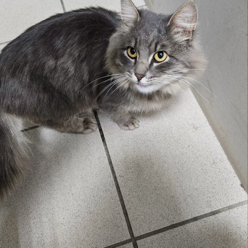 Котенок на улице