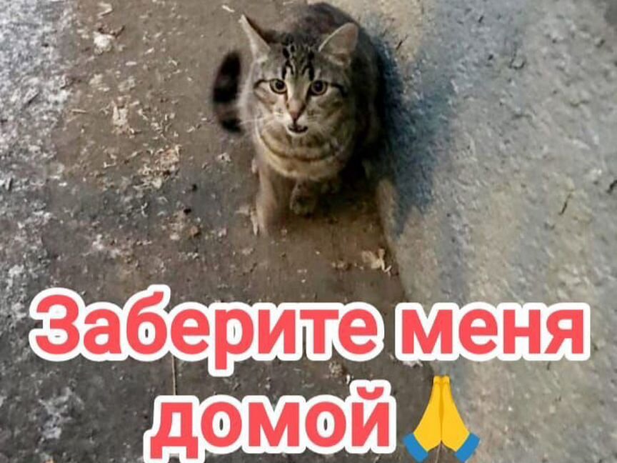 Котоподросток, стерилизована, экстренно ищет дом