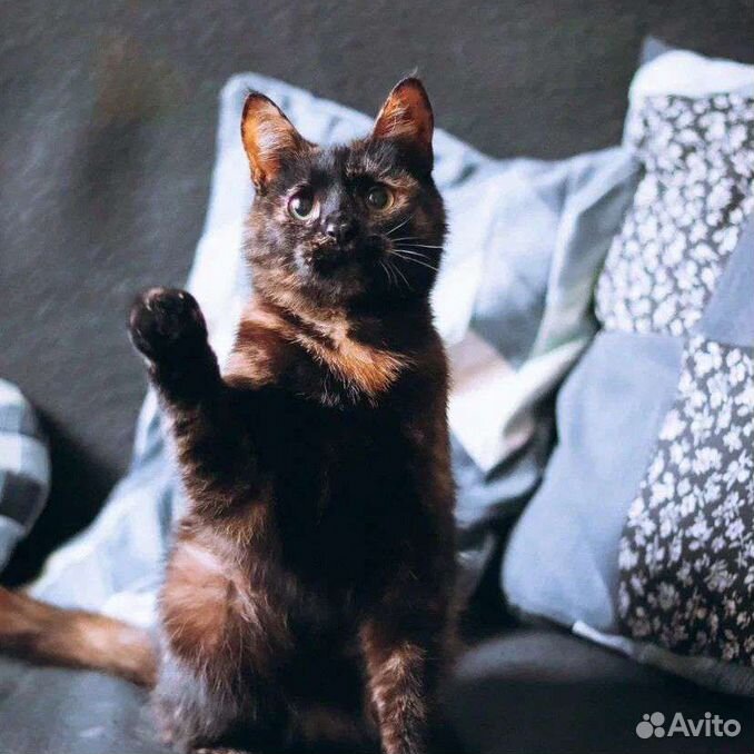 Ася - молодая ласковая девочка