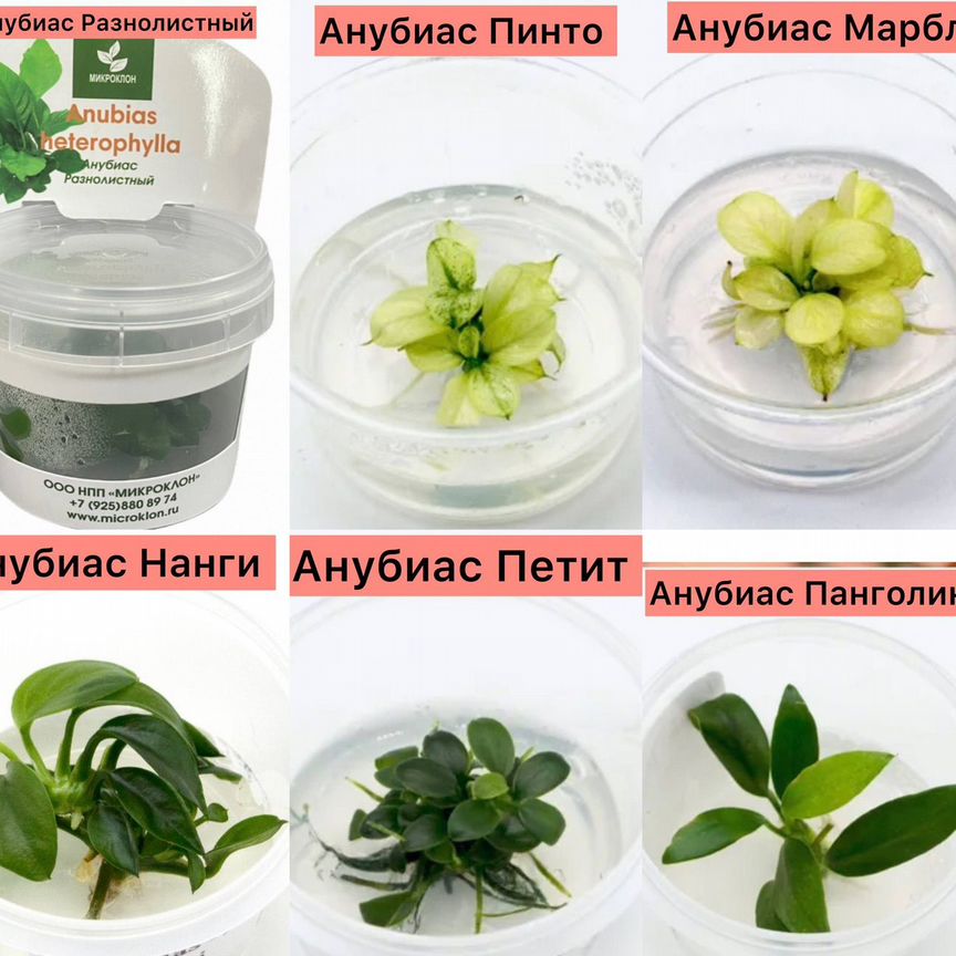 Меристемные аквариумные растения