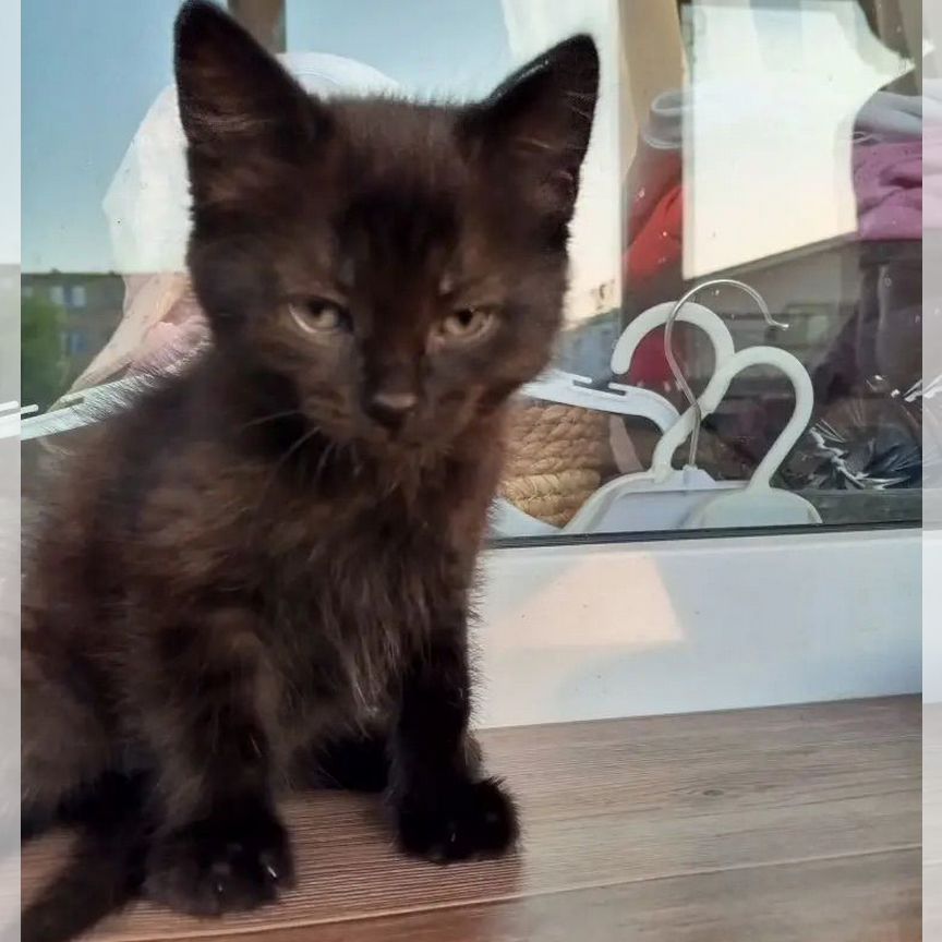 Котёнок в добрые руки