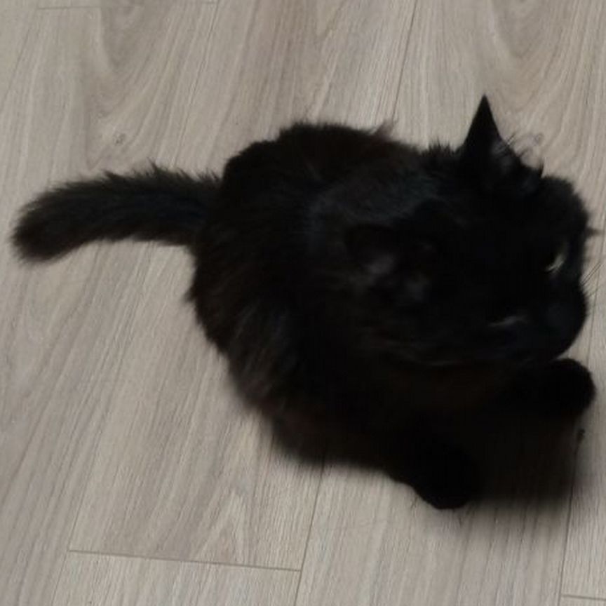 Взрослая, кошка в добрые руки