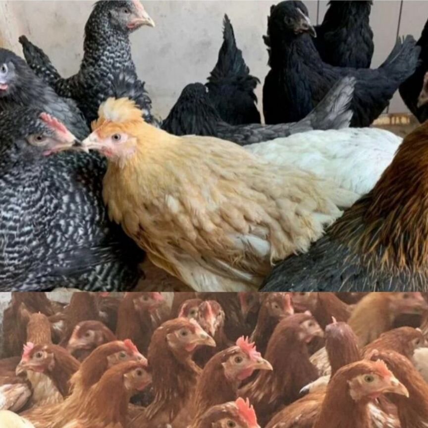 Куры молодки